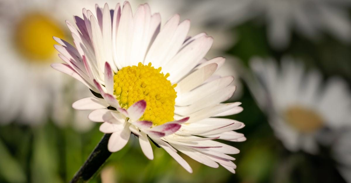Explore Nature in Denmark: The Ultimate Guide