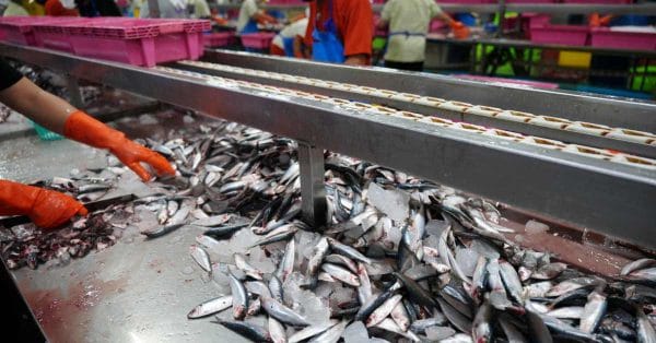 Cod Is Out: 7 Delicious Fish You Must Try