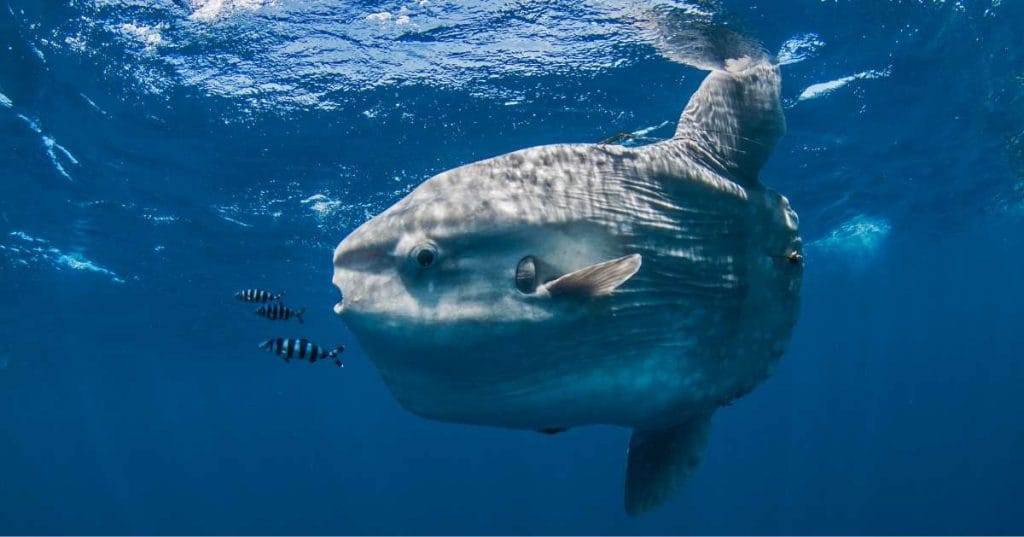 Rare Giant Sunfish Shocks Denmark Beachgoers