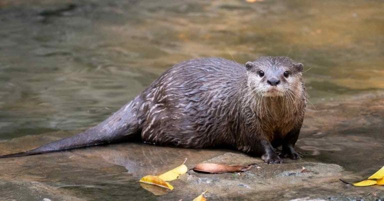 Danish Wildlife Study: Mustelids Not Disease Threats